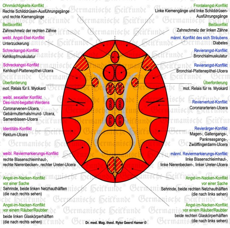 Knochenhaut links | Germanische Heilkunde