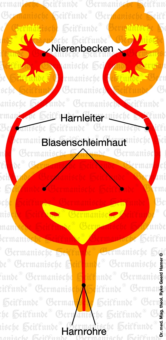 Harnwege – Symptome nach der Germanischen Heilkunde