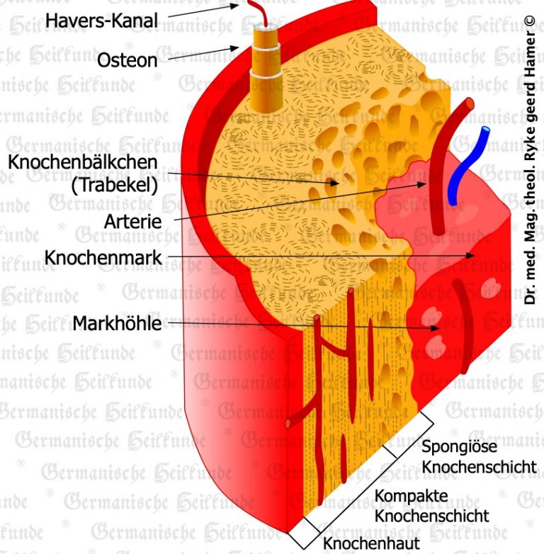 Knochenhaut links | Germanische Heilkunde