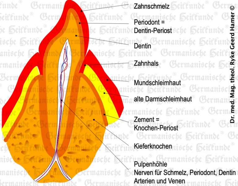 Zähne – Symptome nach der Germanischen Heilkunde