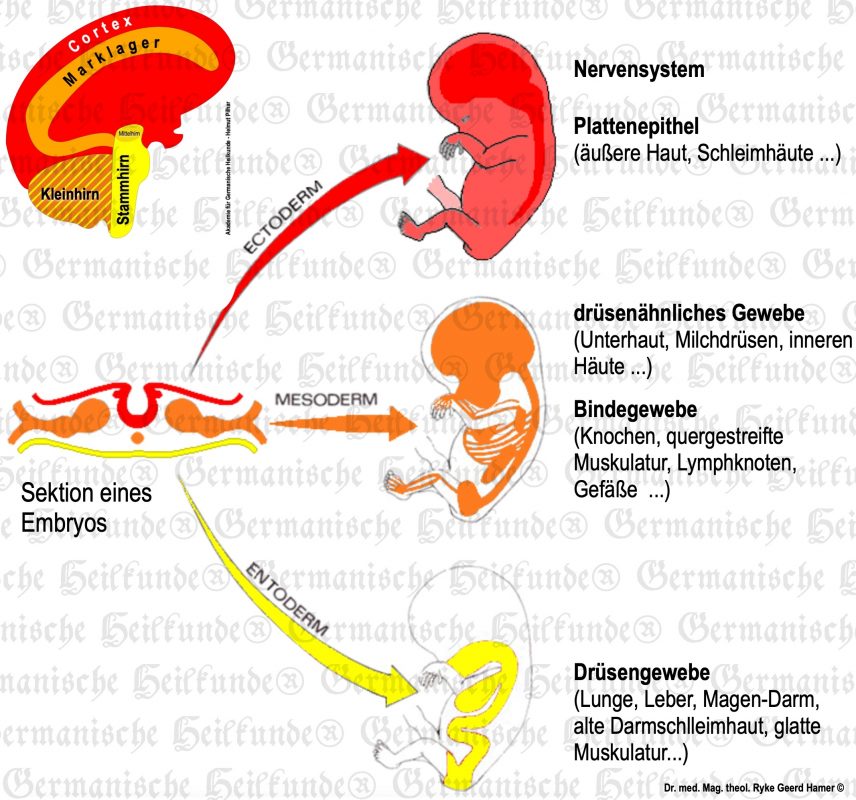 Die Keimblätter - wie wichtig sie sind - Germanische Heilkunde