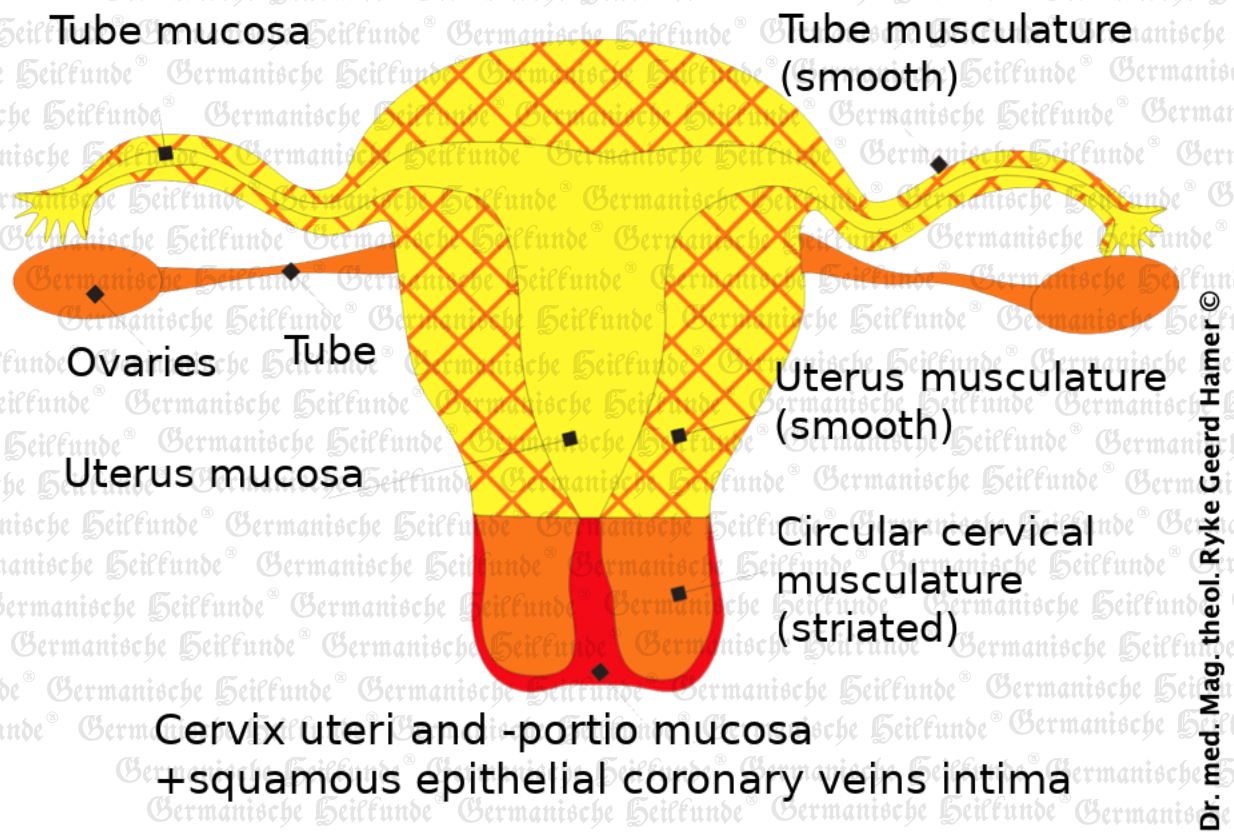 organ fallopian tubes - Akademie für Germanische Heilkunde