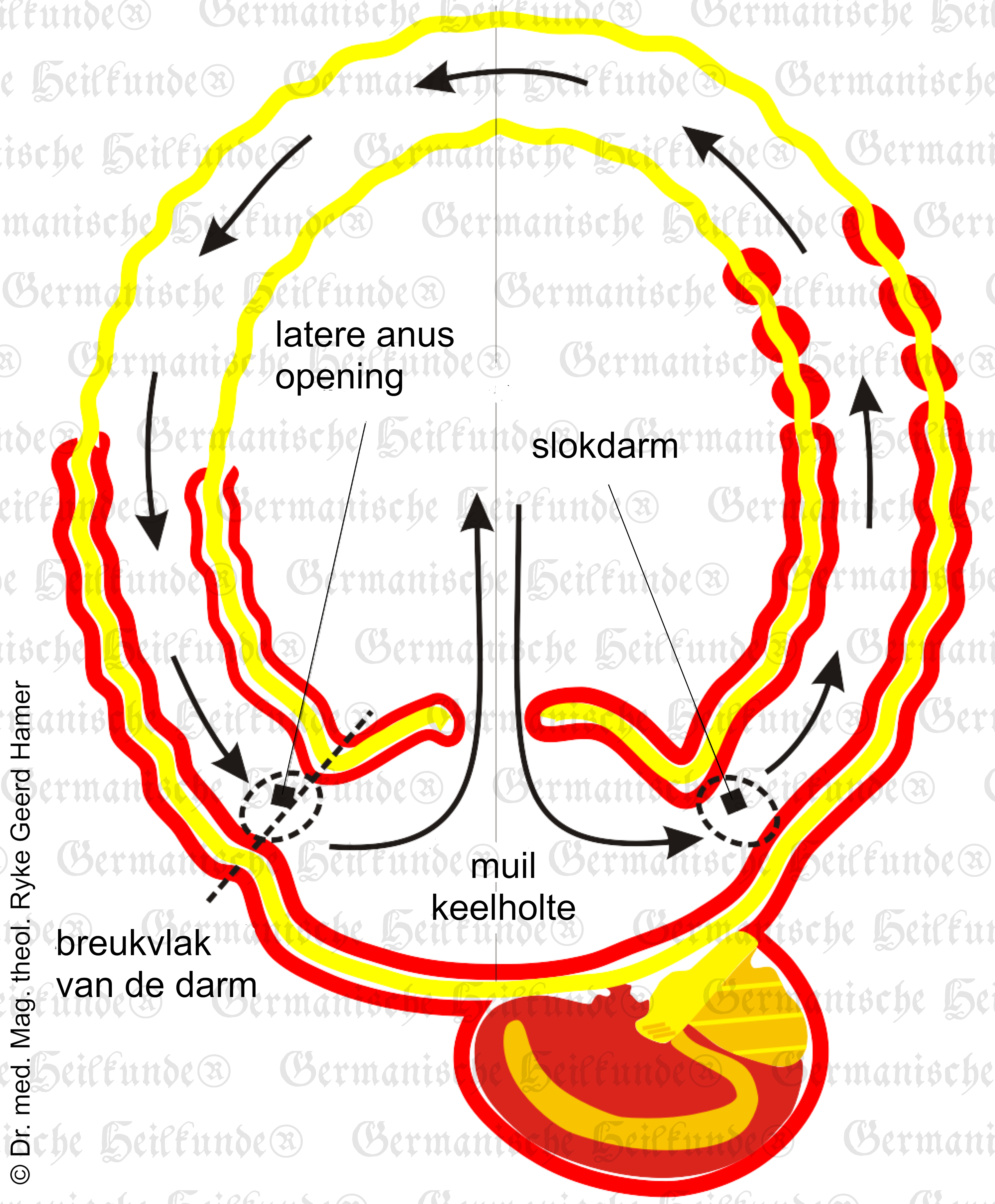 grafik-embryo-frueh - Akademie für Germanische Heilkunde
