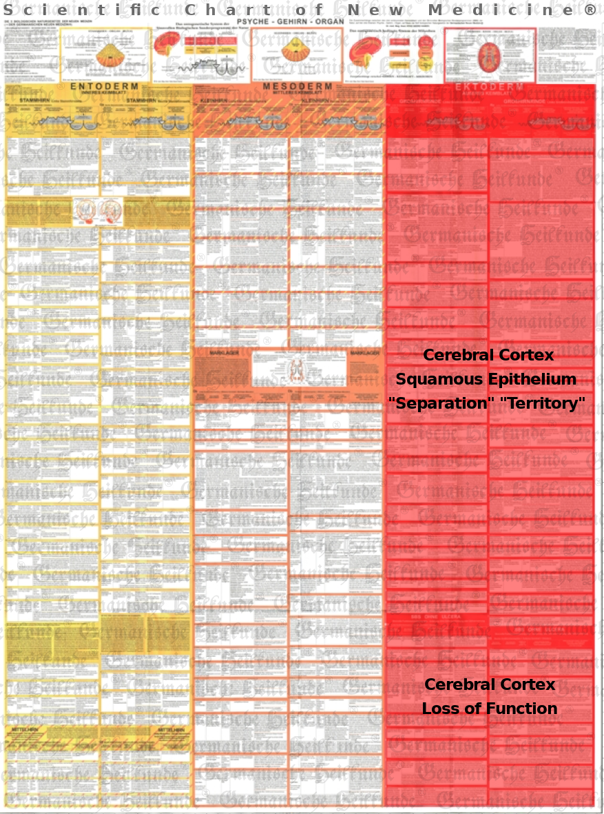 graphic-chart-cortex - Akademie für Germanische Heilkunde